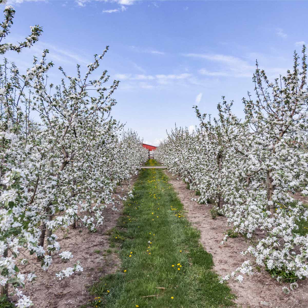 Blake Orchard Wines - Blake's Hard Cider